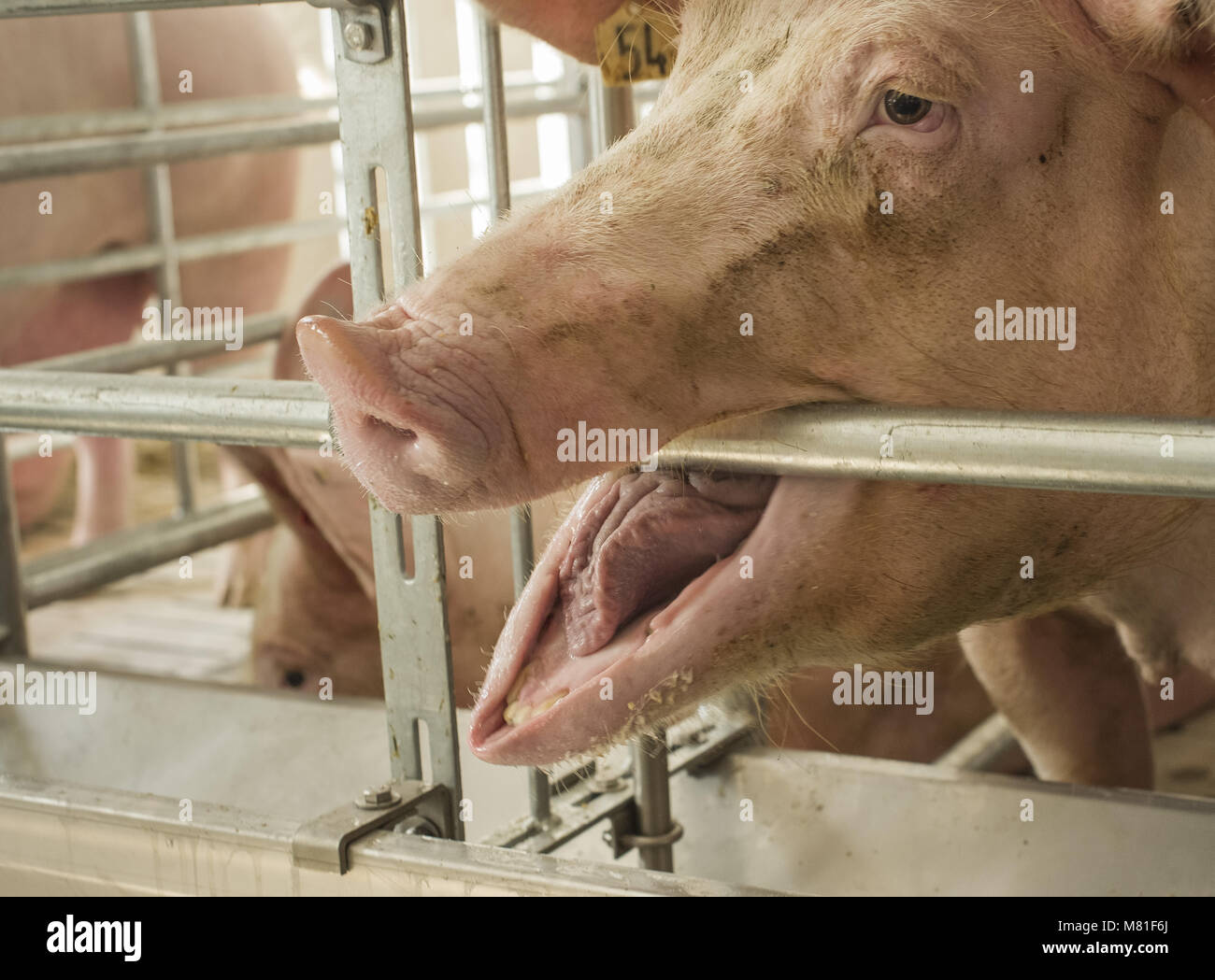 Sow portrait 6 Stock Photo - Alamy