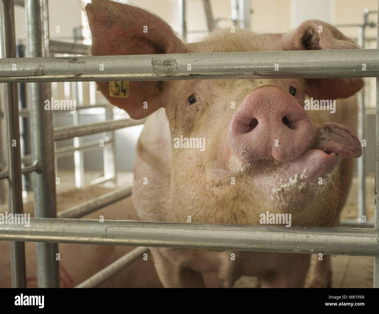 Sow portrait 8 Stock Photo - Alamy