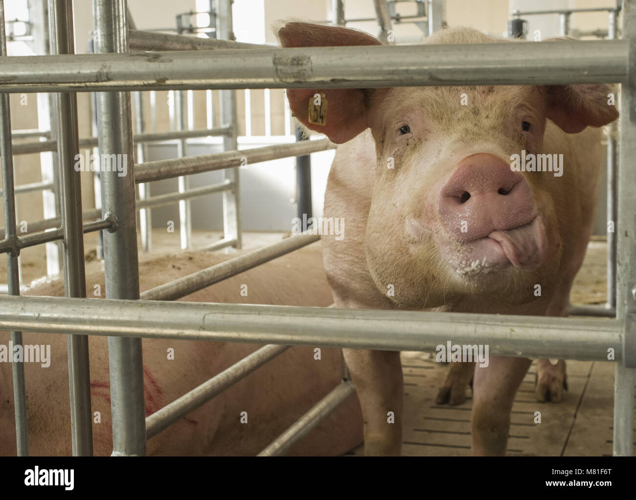 Sow portrait 9 Stock Photo - Alamy