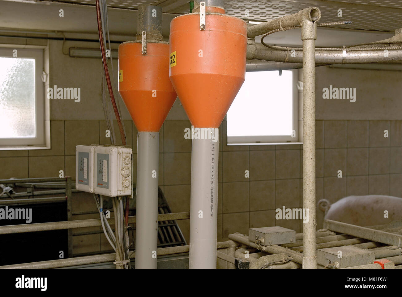 Sow small group 10 Stock Photo - Alamy