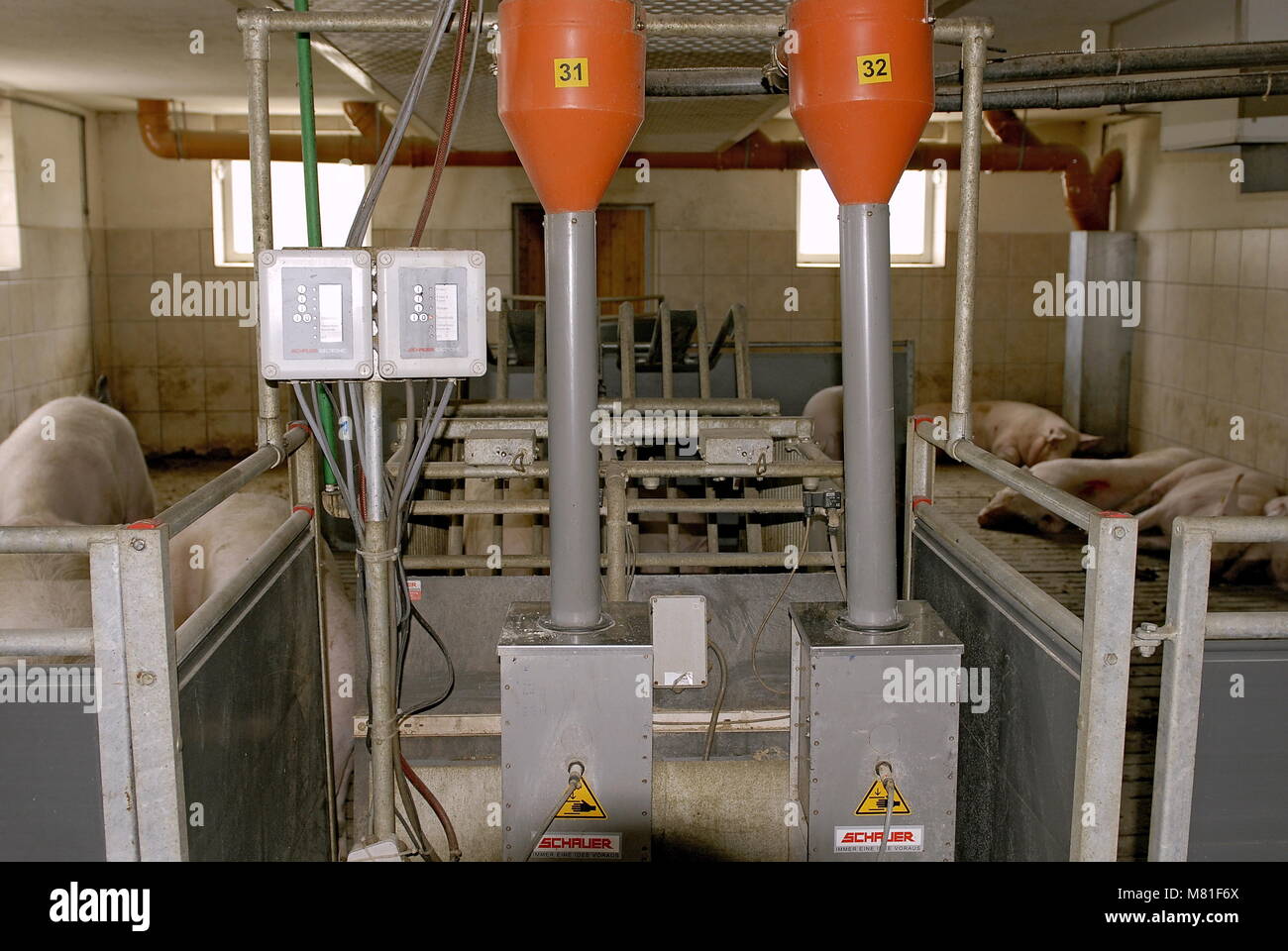 Sow small group 11 Stock Photo - Alamy