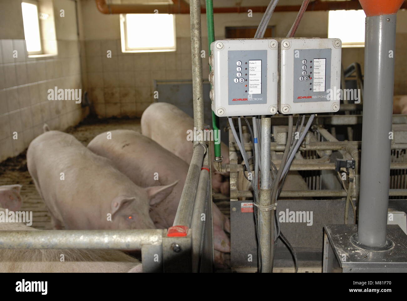 Sow small group 12 Stock Photo - Alamy