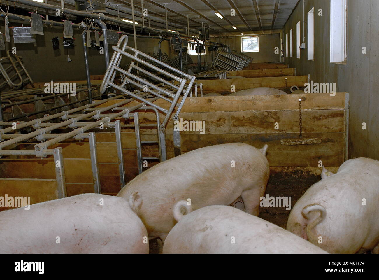 Brood sow stables hi-res stock photography and images - Alamy