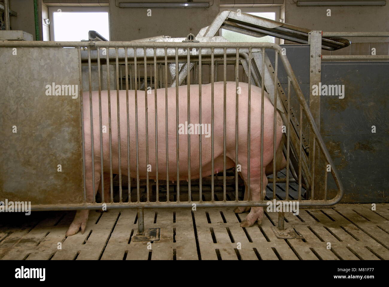 Sow small group 5 Stock Photo - Alamy