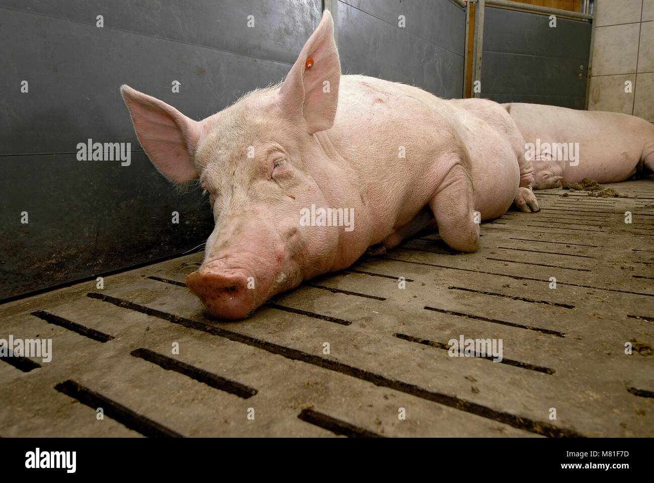 Sow small group 8 Stock Photo - Alamy