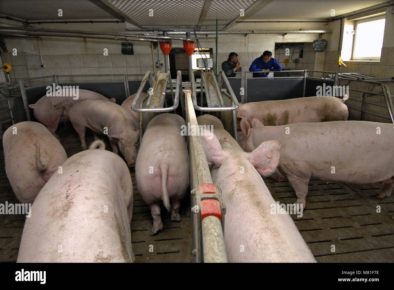 Sow small group 9 Stock Photo - Alamy