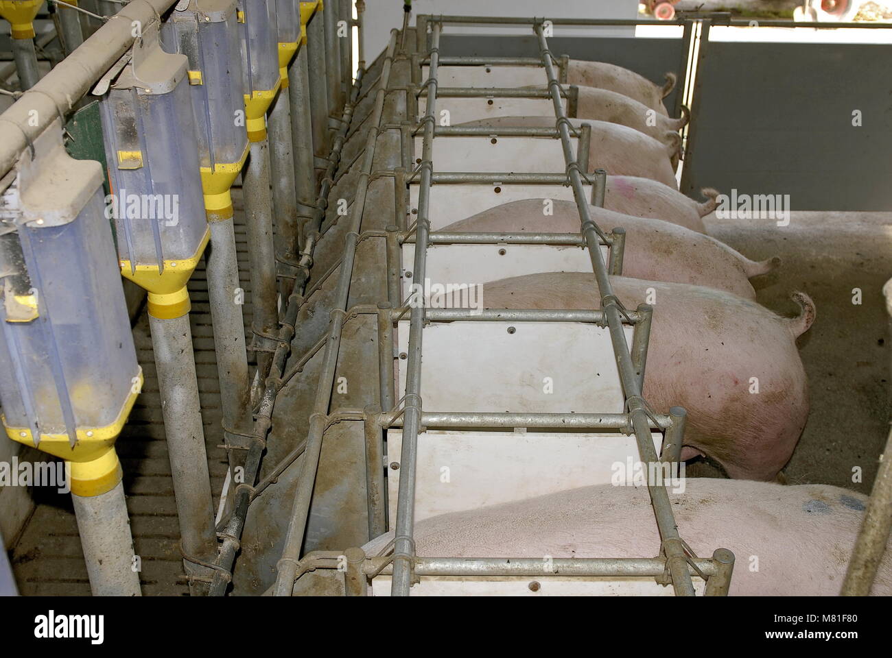 Sows eating 19 Stock Photo - Alamy