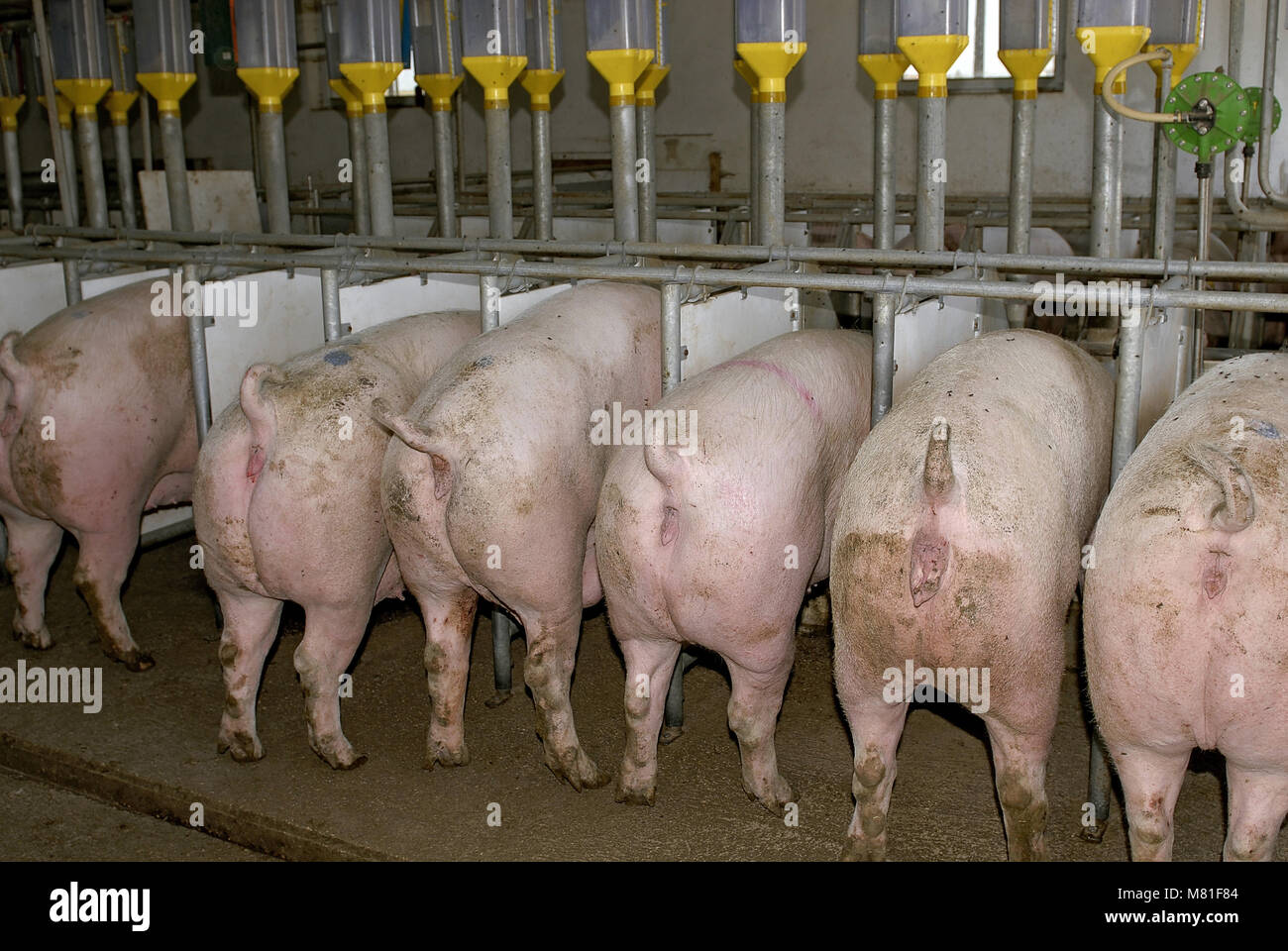 Sows eating 21 Stock Photo - Alamy