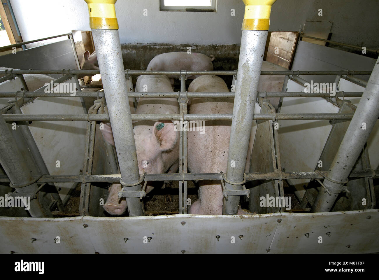 Feed Brood Sows High Resolution Stock Photography and Images - Alamy