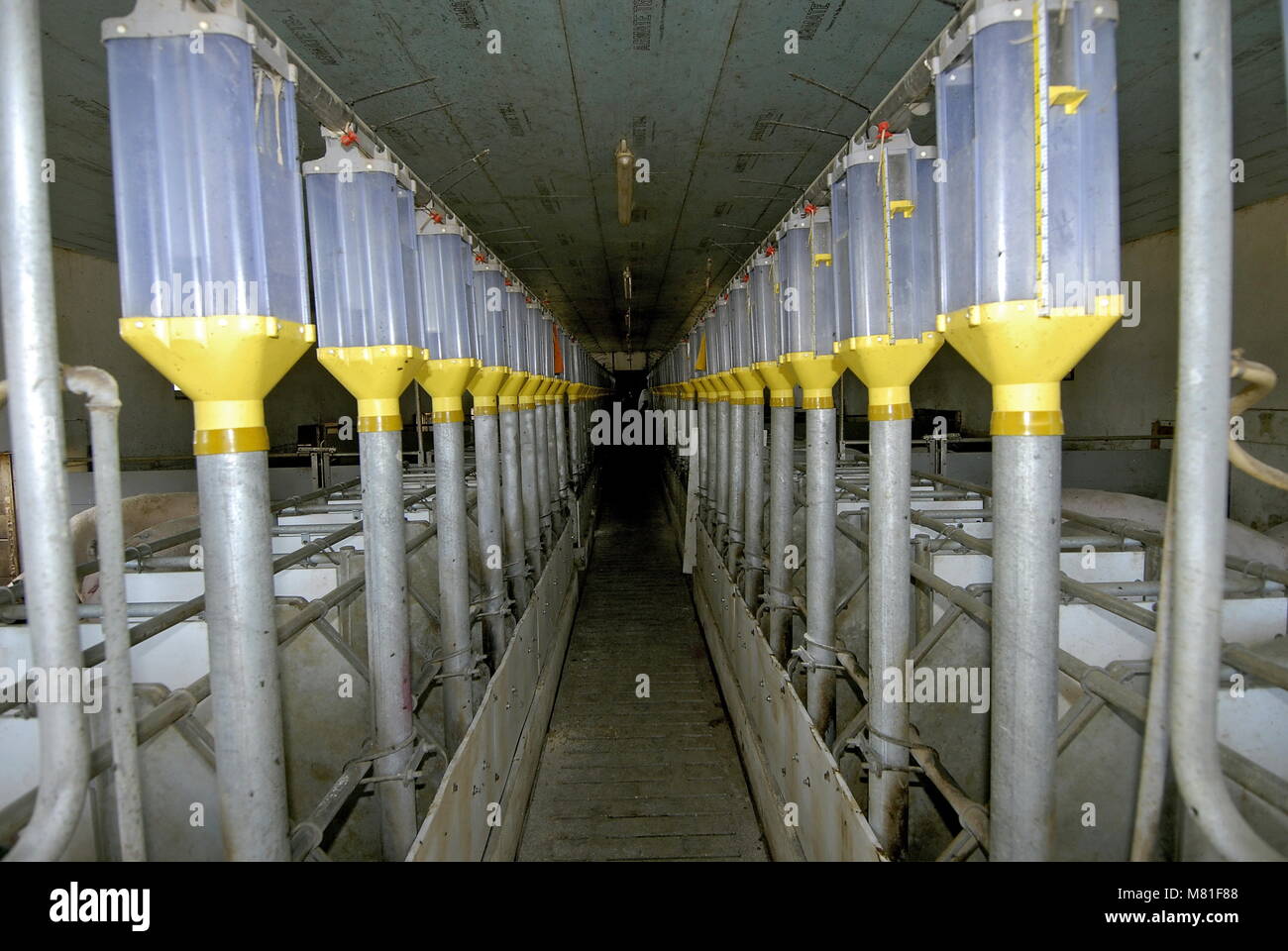 Feed Brood Sows High Resolution Stock Photography and Images - Alamy