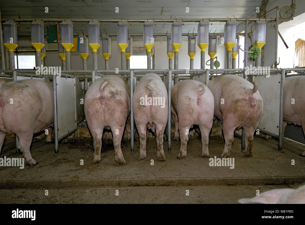 Sows eating 27 Stock Photo - Alamy