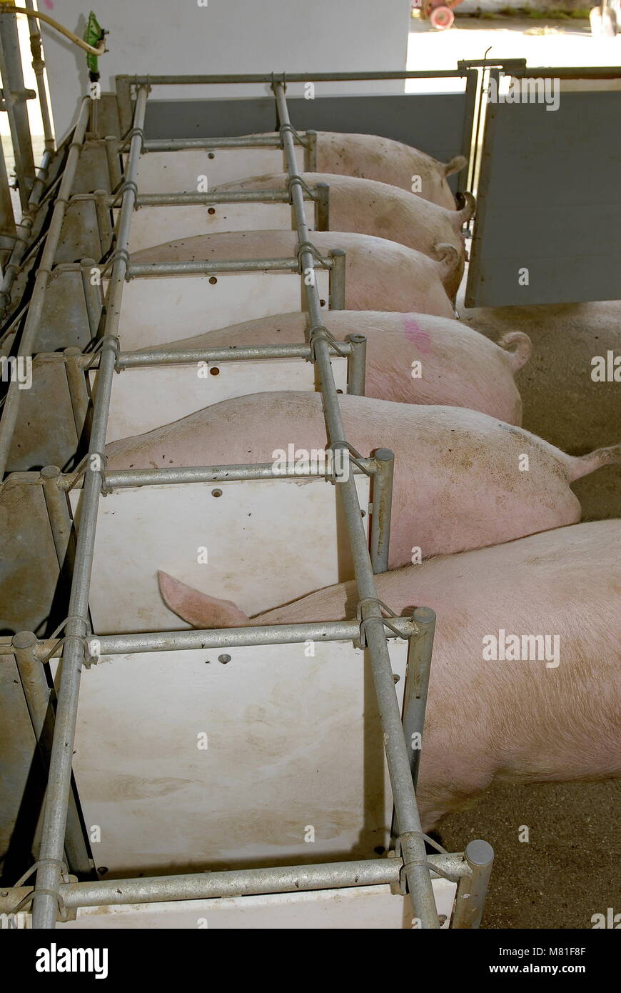 Feed Brood Sows High Resolution Stock Photography and Images - Alamy