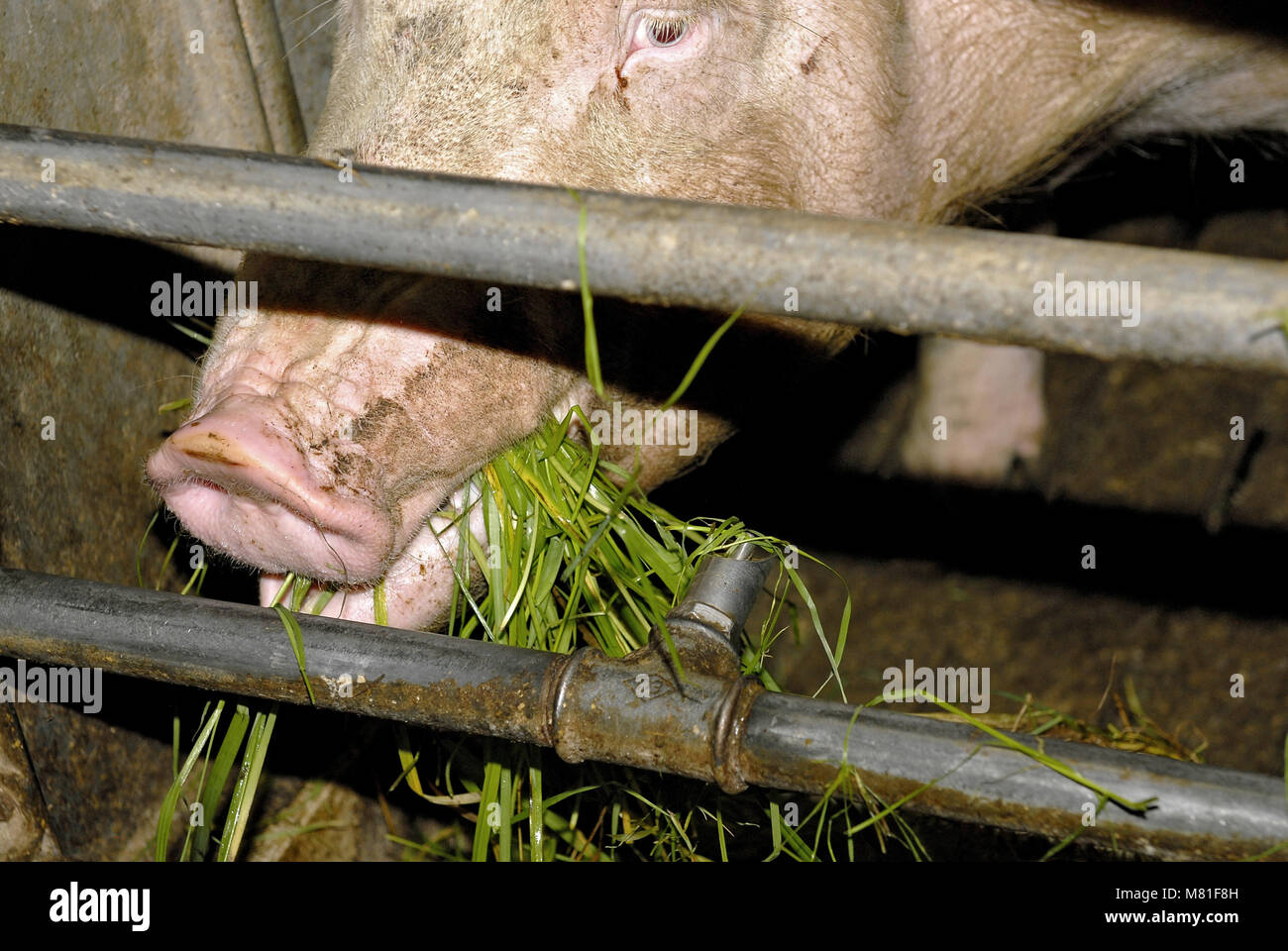 Feed Brood Sows High Resolution Stock Photography and Images - Alamy