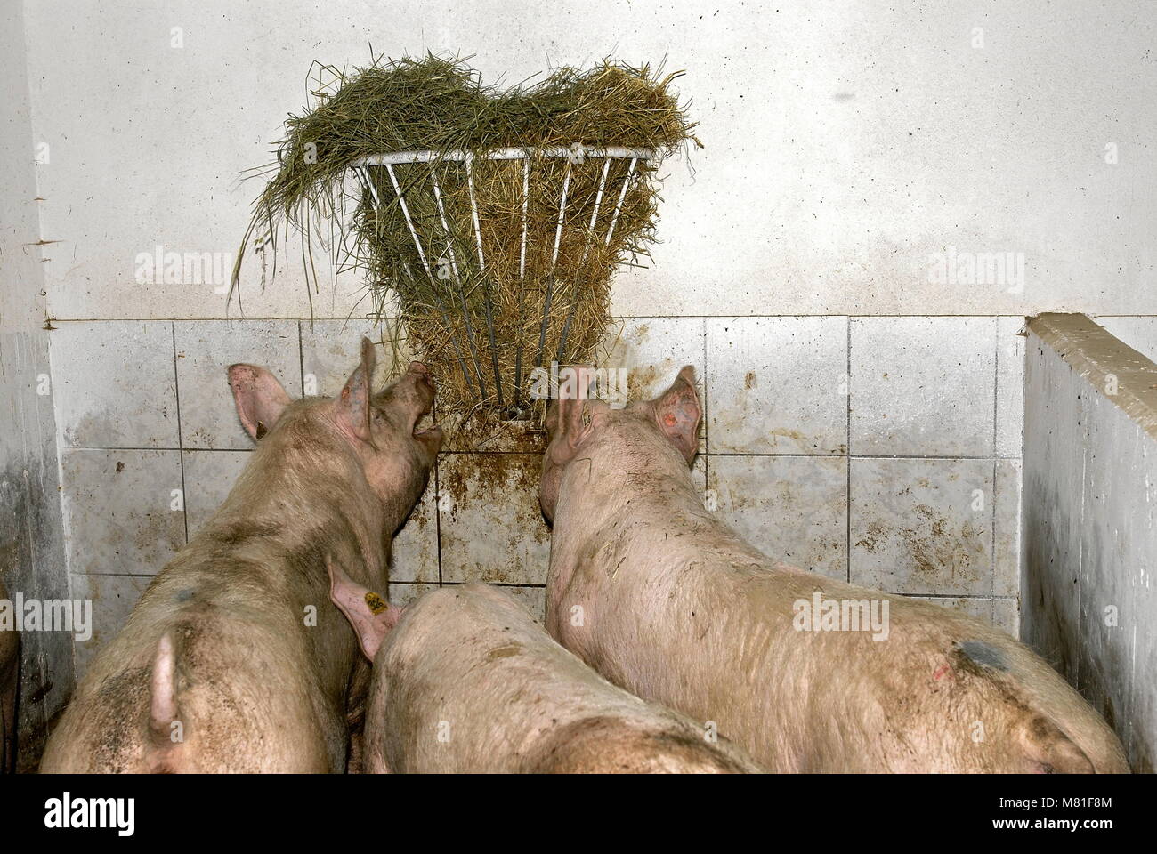 Feed Brood Sows High Resolution Stock Photography and Images - Alamy