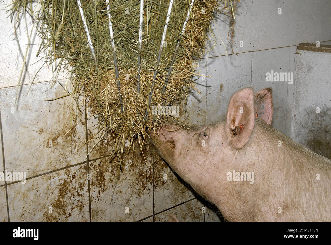 Feed Brood Sows High Resolution Stock Photography and Images - Alamy