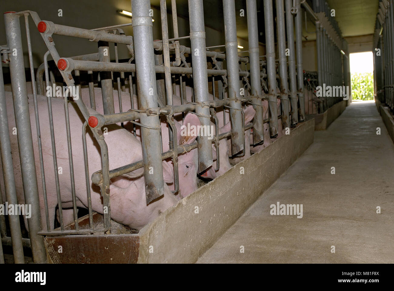 Breeding sows hi-res stock photography and images - Alamy