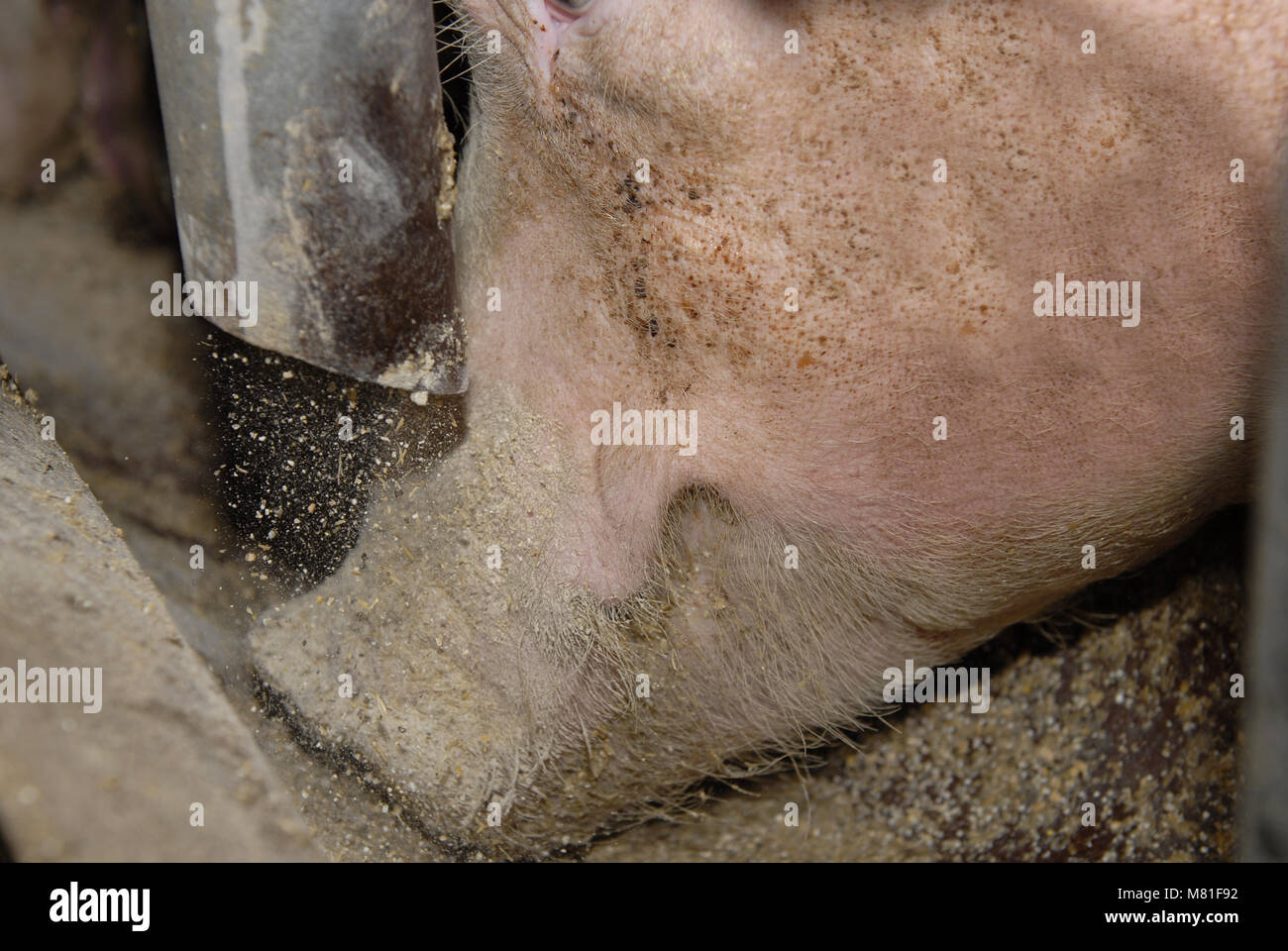 Feed Brood Sows High Resolution Stock Photography and Images - Alamy