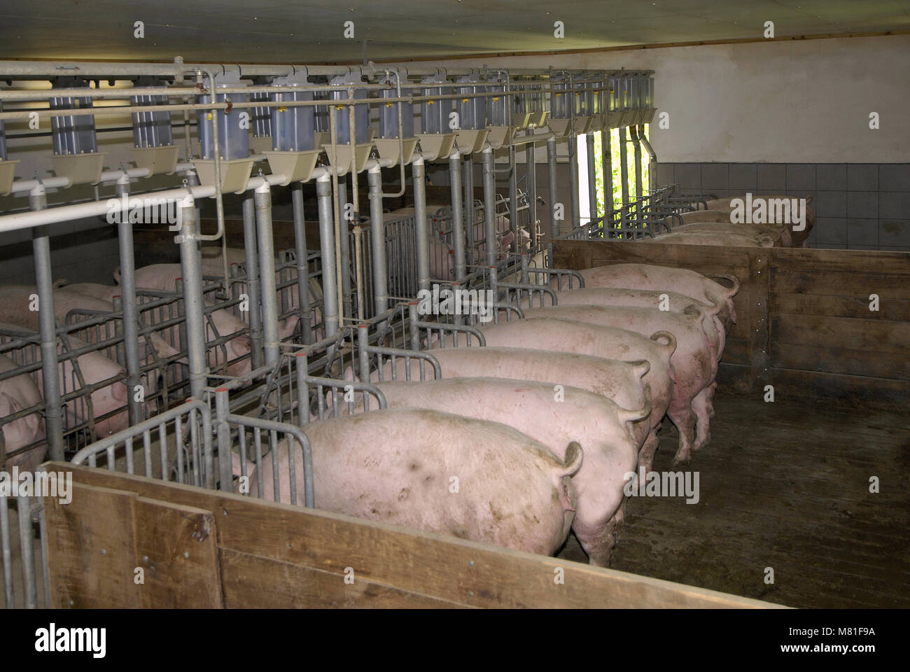 Sows eating 45 Stock Photo - Alamy