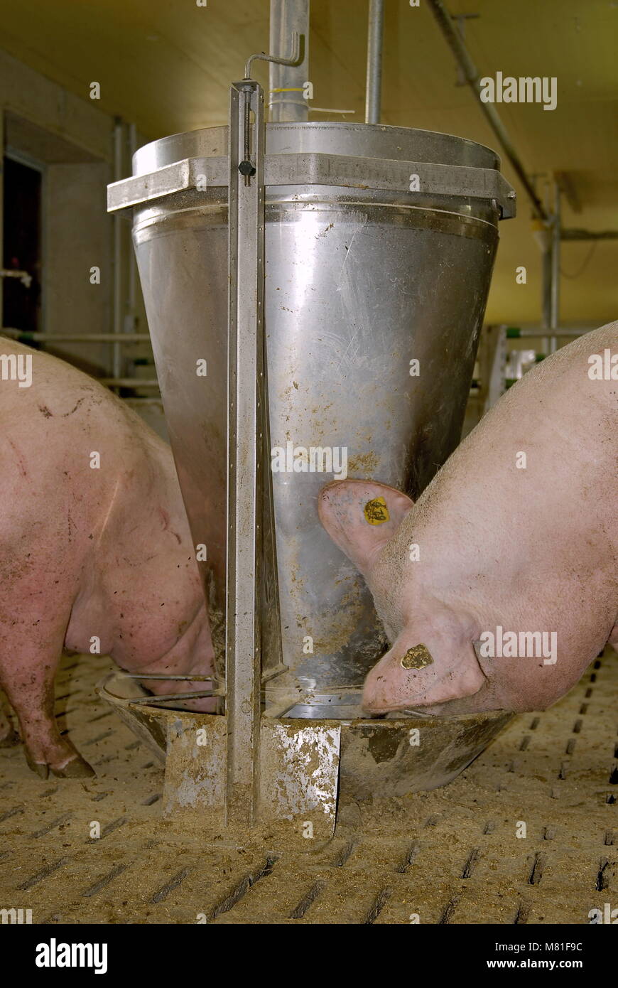 Sows eating 5 Stock Photo - Alamy