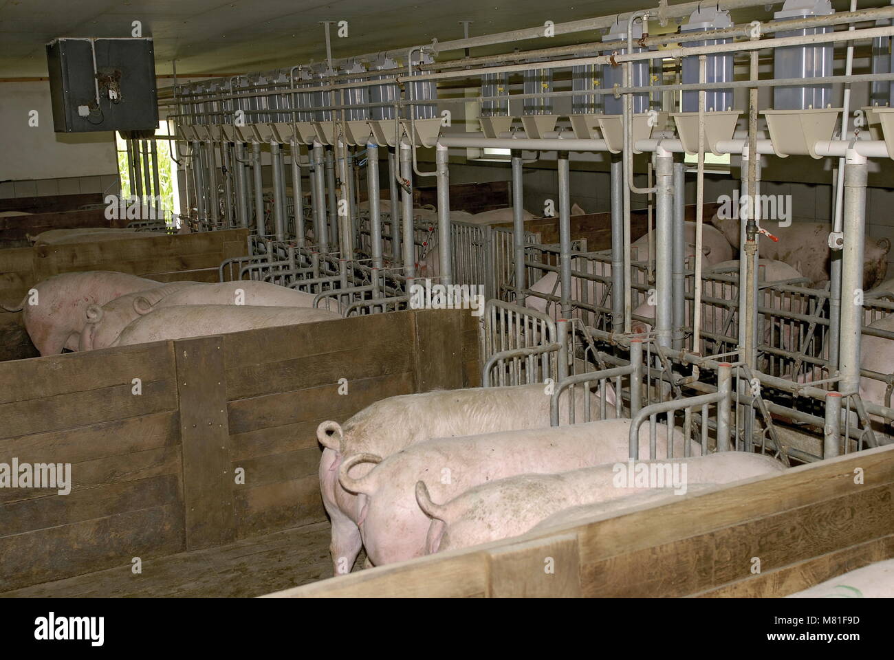 Feed Brood Sows High Resolution Stock Photography and Images - Alamy