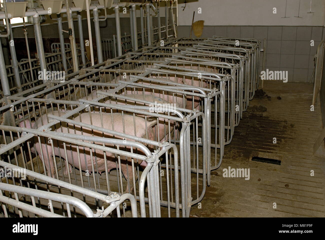 Feed Brood Sows High Resolution Stock Photography and Images - Alamy