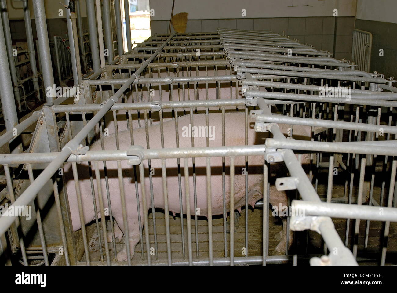 Feed brood sows hi-res stock photography and images - Alamy