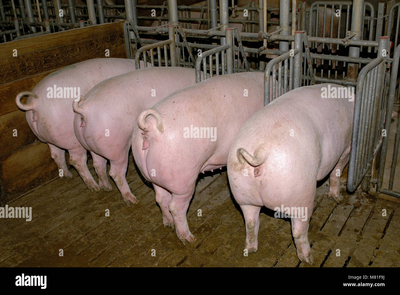 Sows eating 53 Stock Photo - Alamy