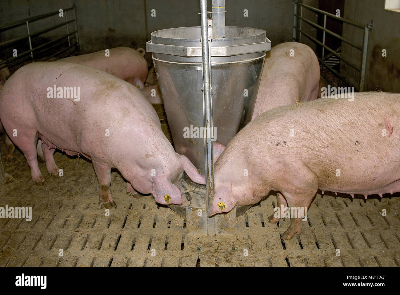 Sows eating 9 Stock Photo - Alamy