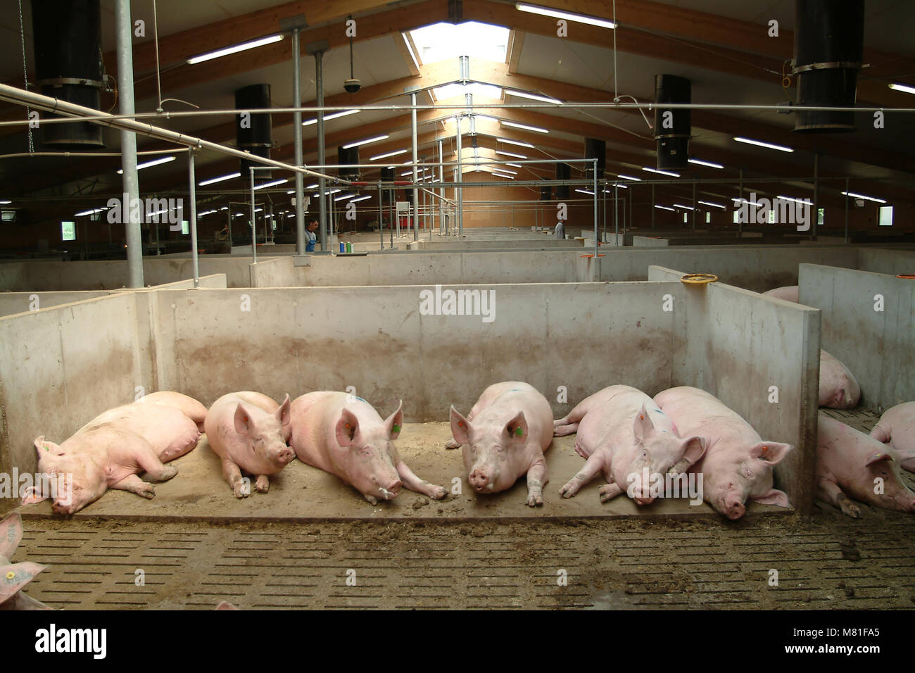 Sows group 10 Stock Photo - Alamy