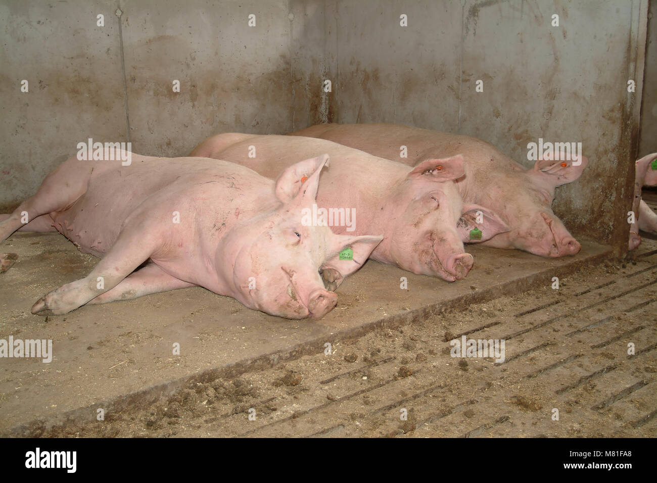 Sows group 12 Stock Photo - Alamy