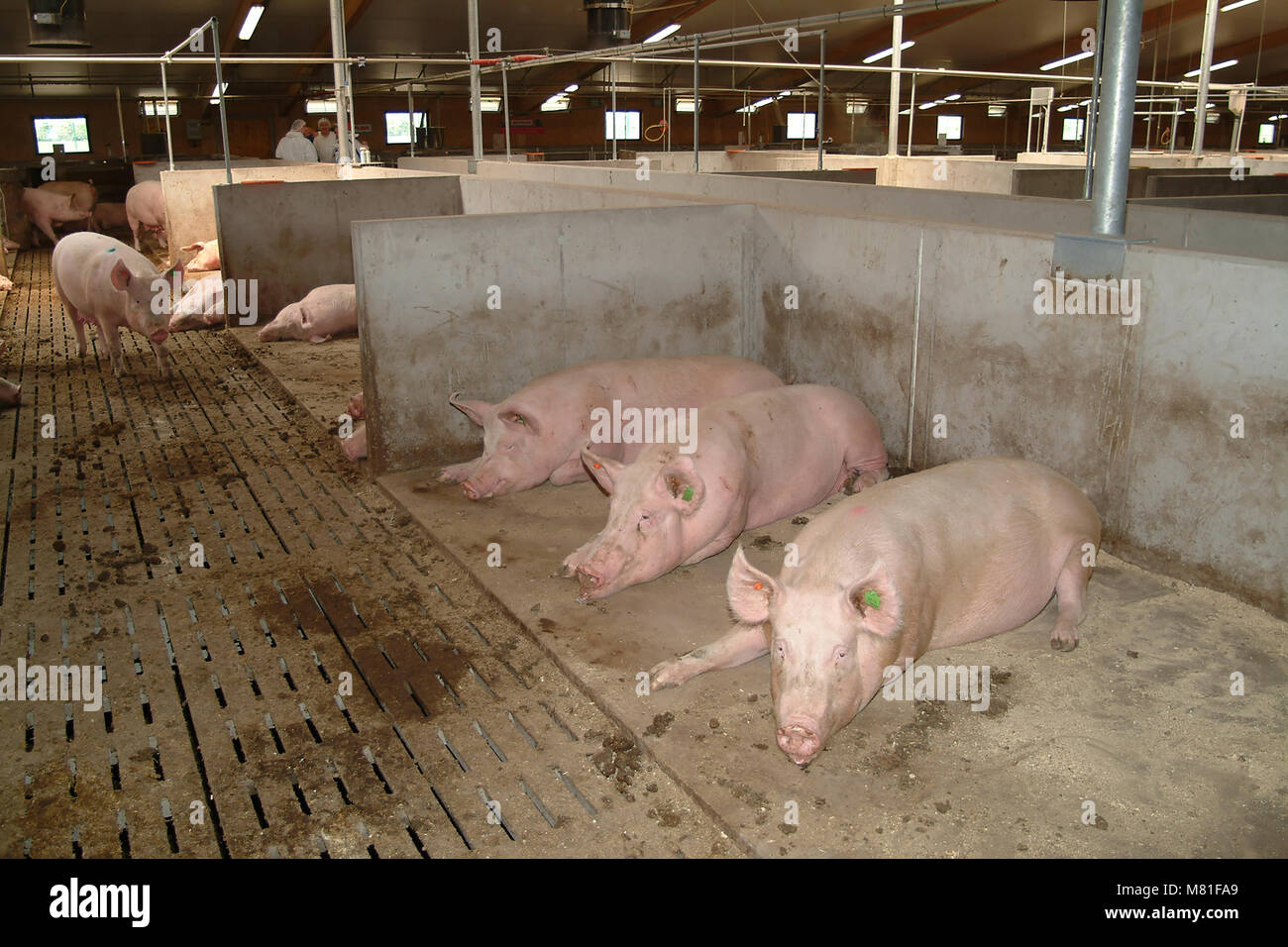 Sows group 15 Stock Photo - Alamy