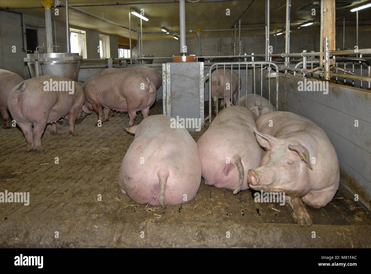 Hoghouse hi-res stock photography and images - Alamy