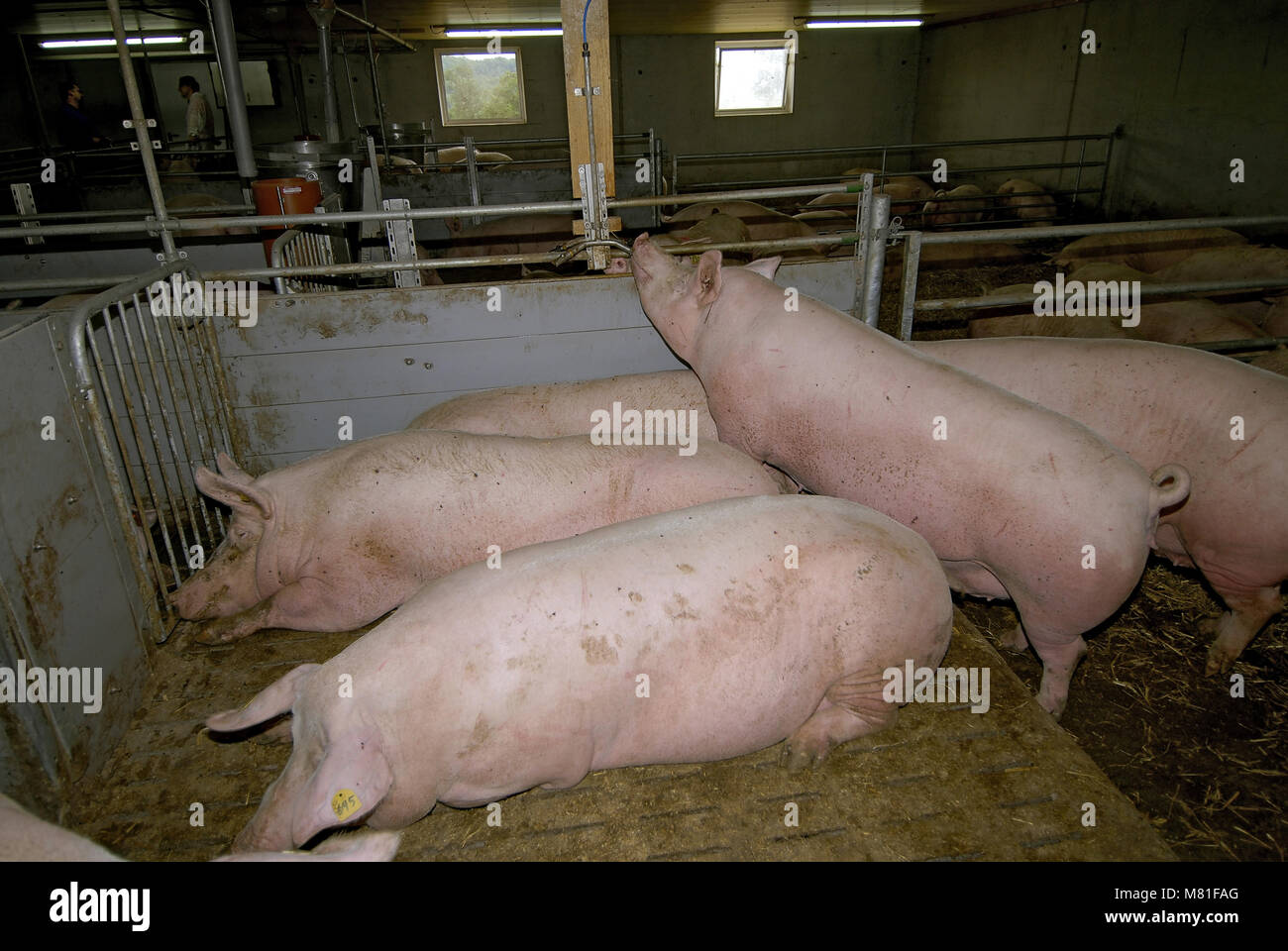 Sows group 22 Stock Photo - Alamy