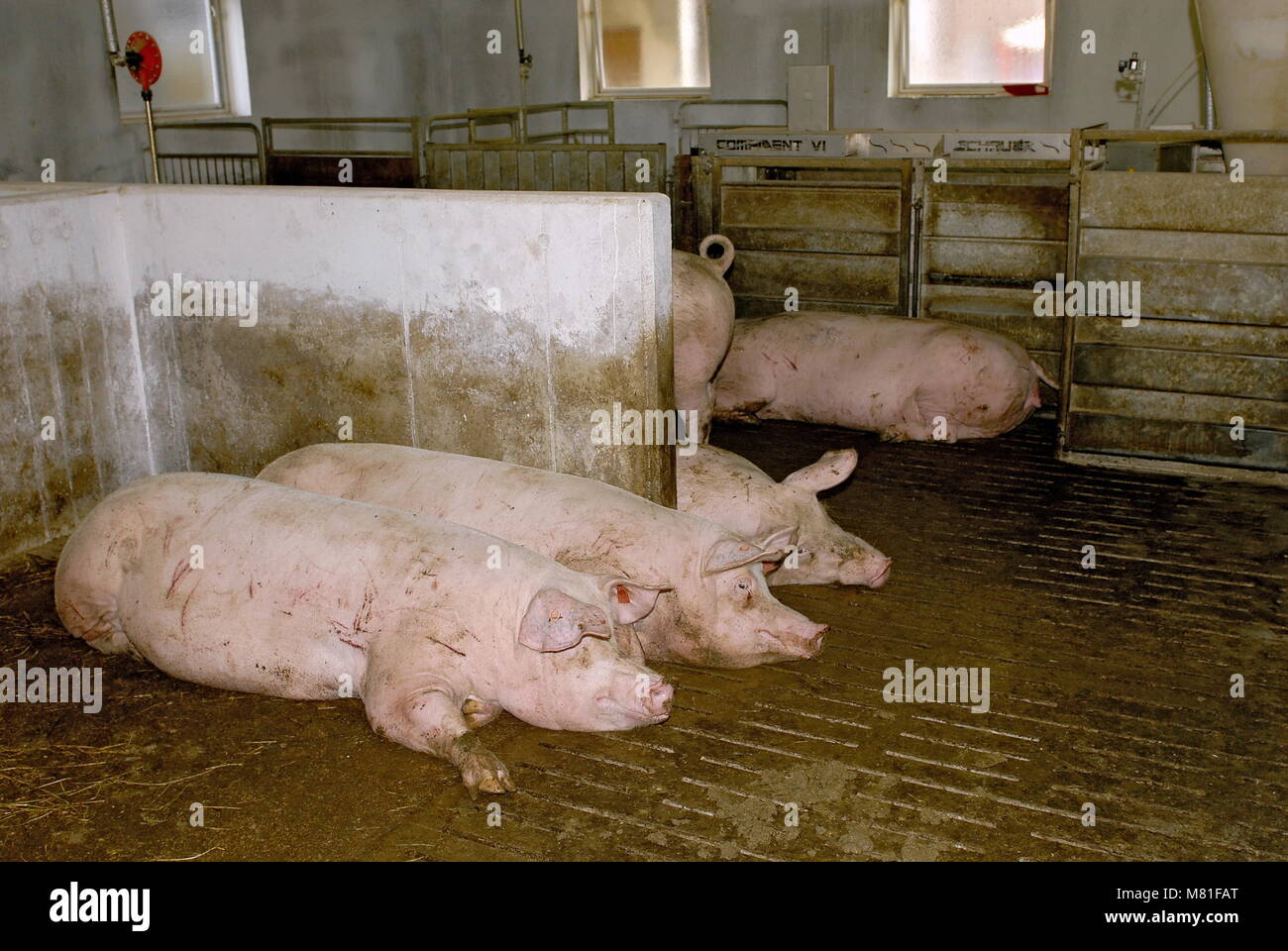 Sows group 31 Stock Photo - Alamy