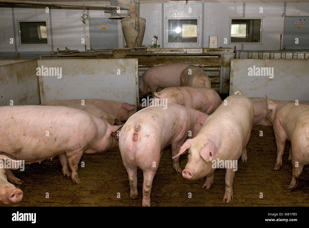 Sows group 43 Stock Photo - Alamy