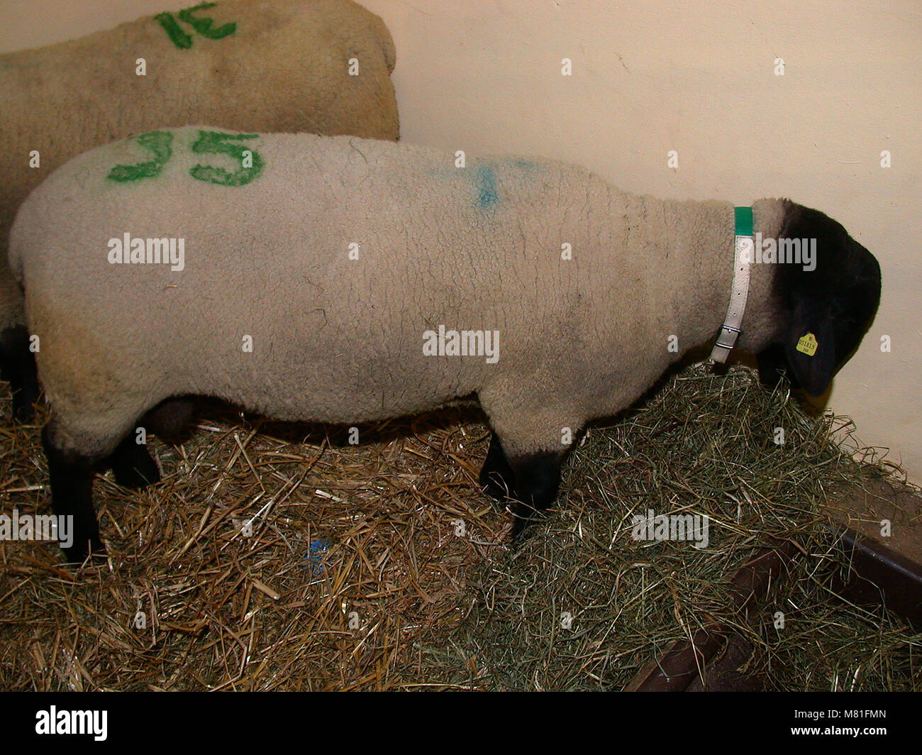Suffolk sheep ram hi-res stock photography and images - Alamy