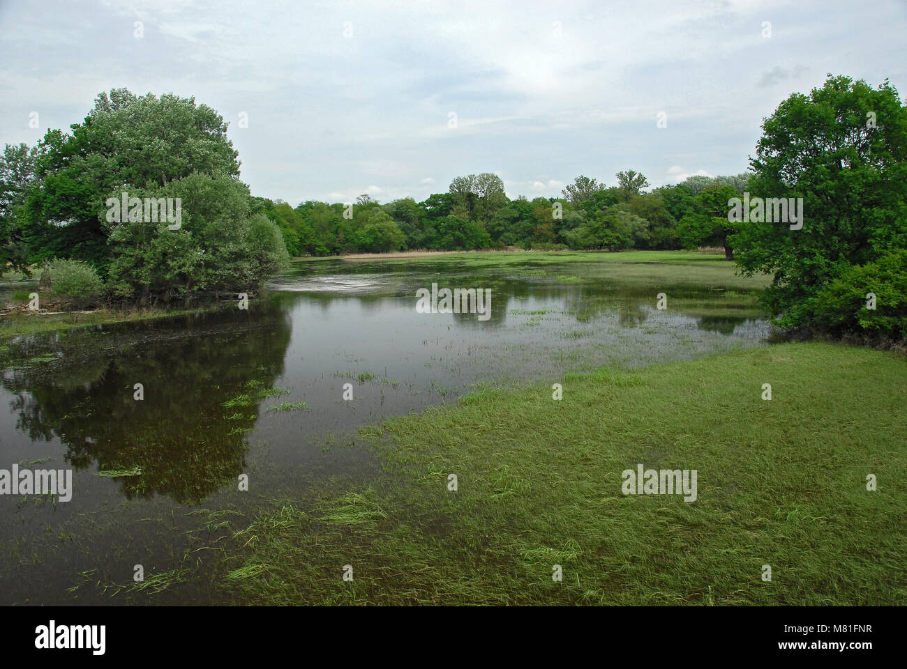 Swampland species hi-res stock photography and images - Alamy