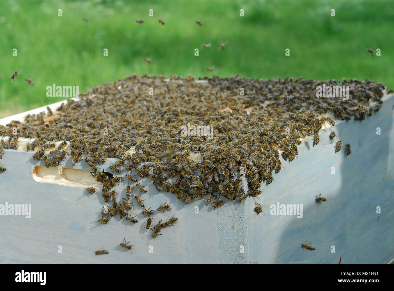 Swarm of bees 16 Stock Photo - Alamy