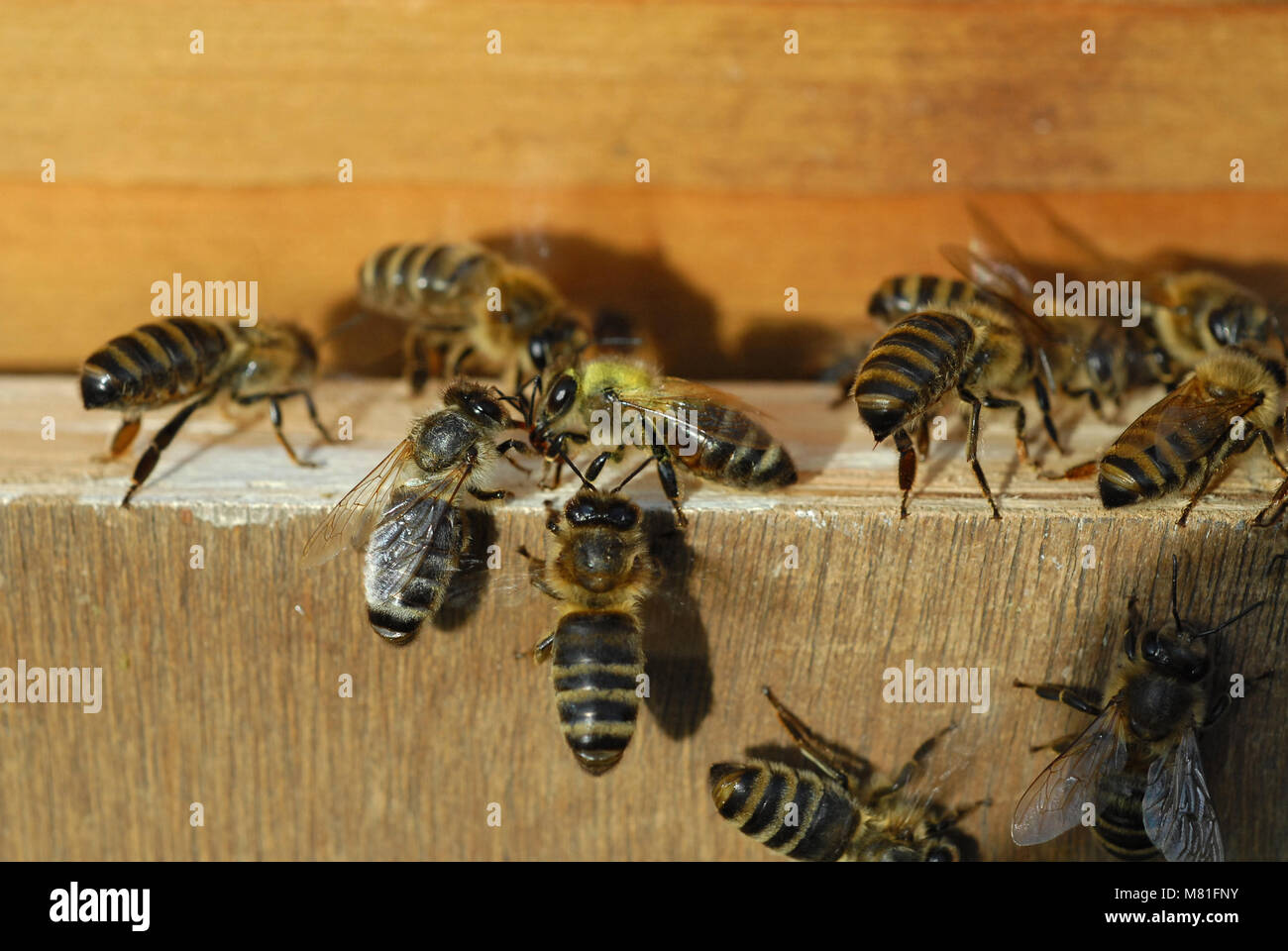 Swarms of bees hi-res stock photography and images - Alamy