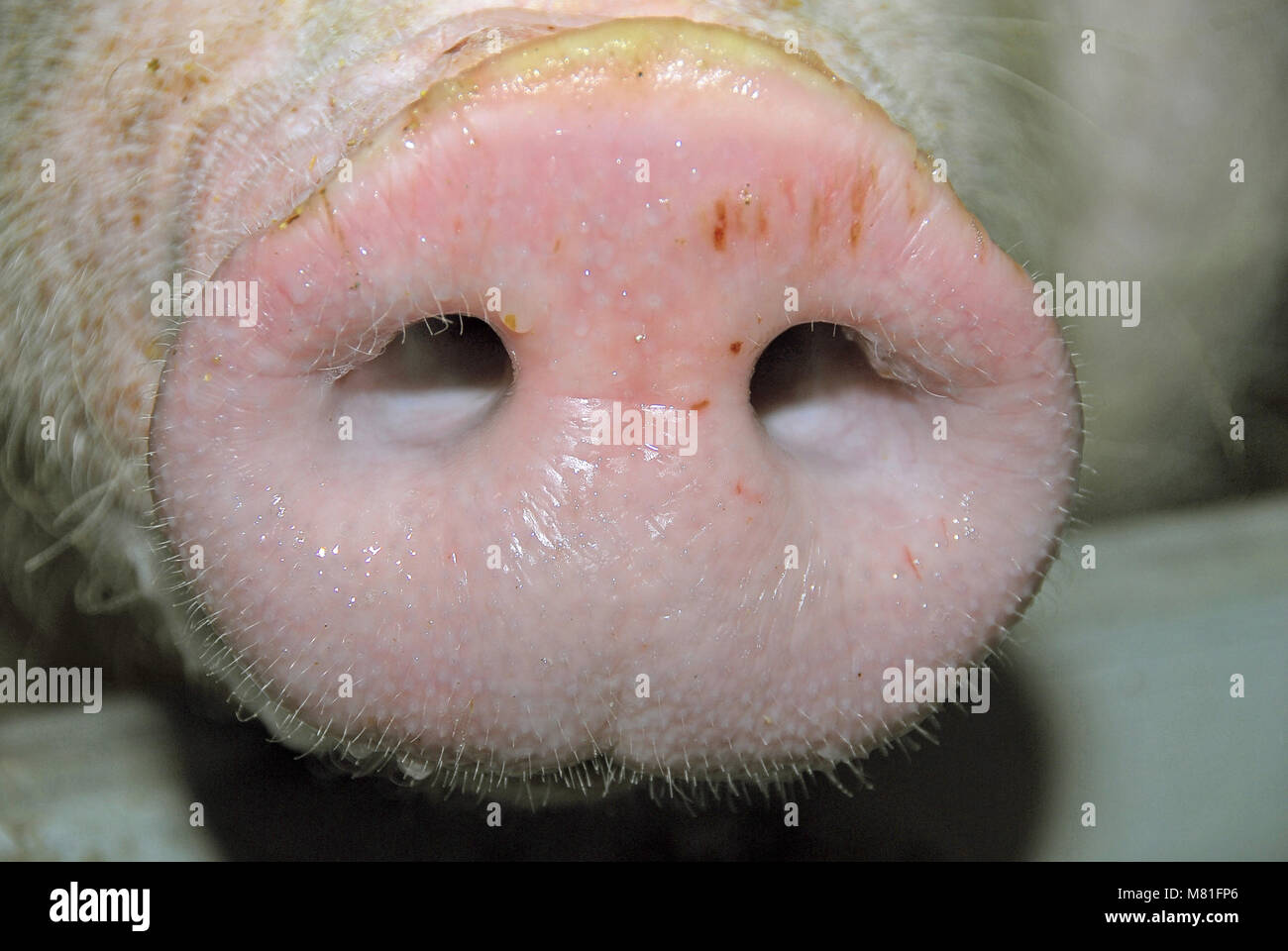 Swine trunk 1 Stock Photo - Alamy