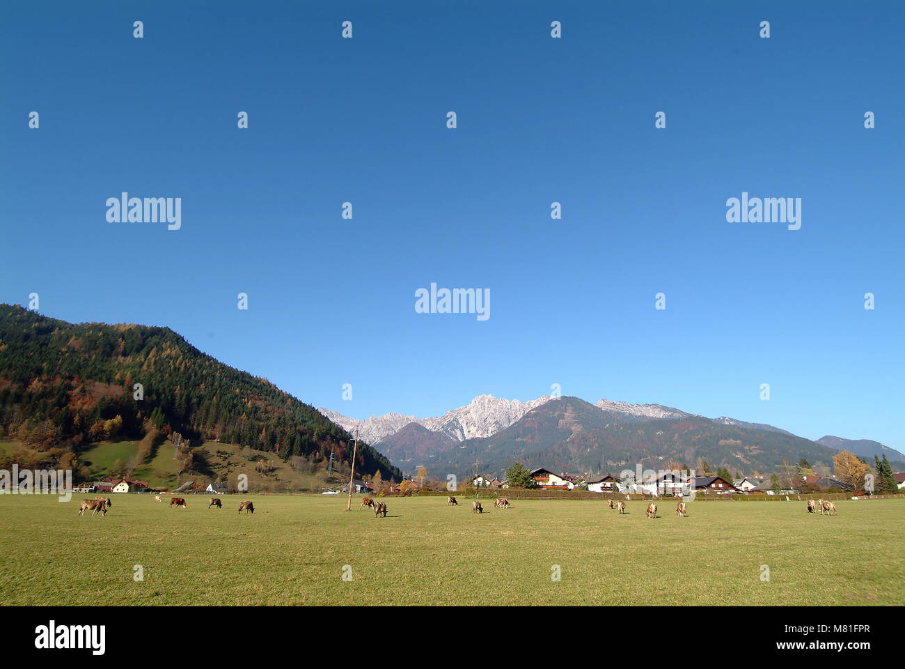 Swiss brown pasture 1 Stock Photo - Alamy
