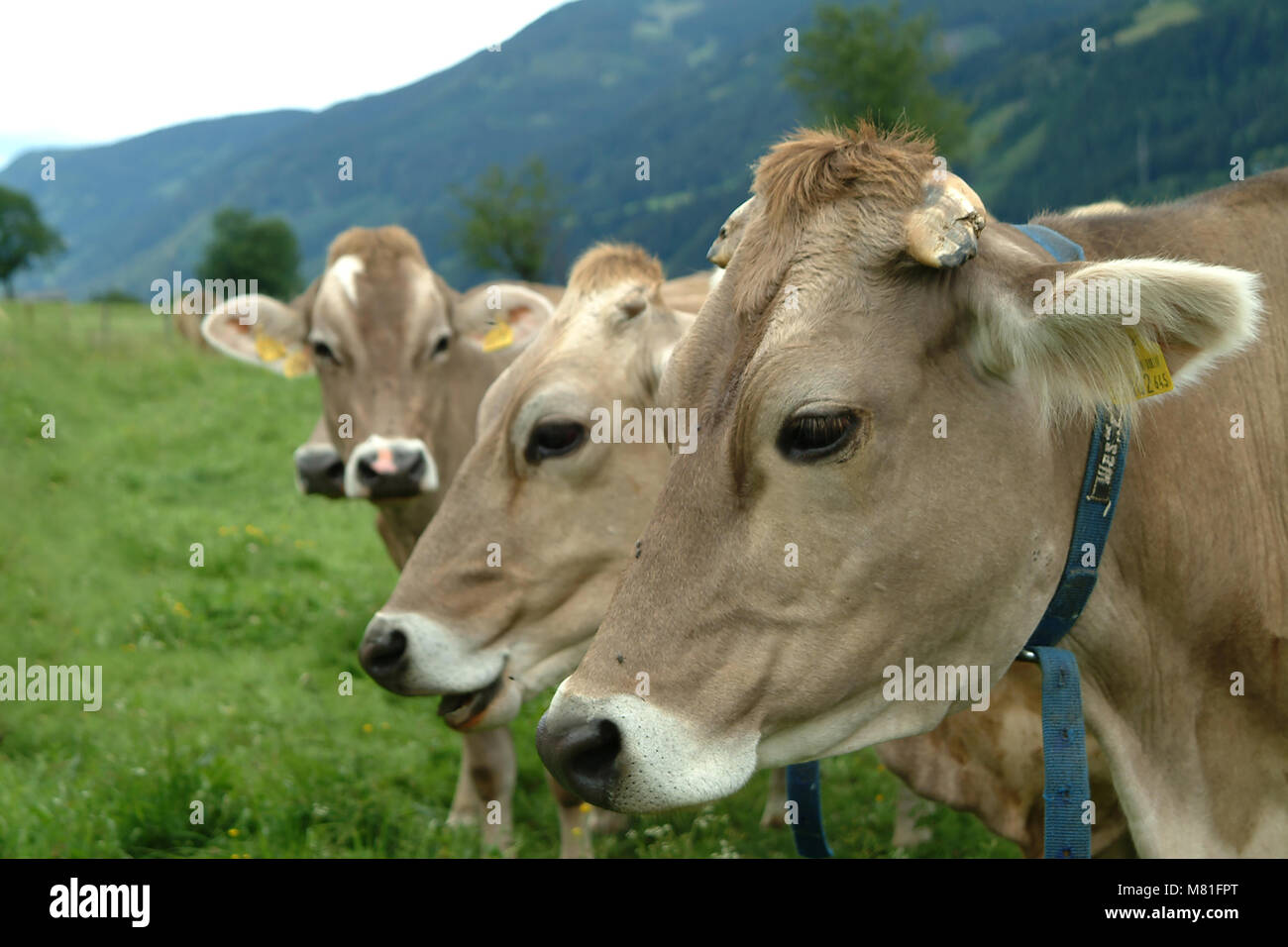 Swiss brown pasture 1 Stock Photo - Alamy