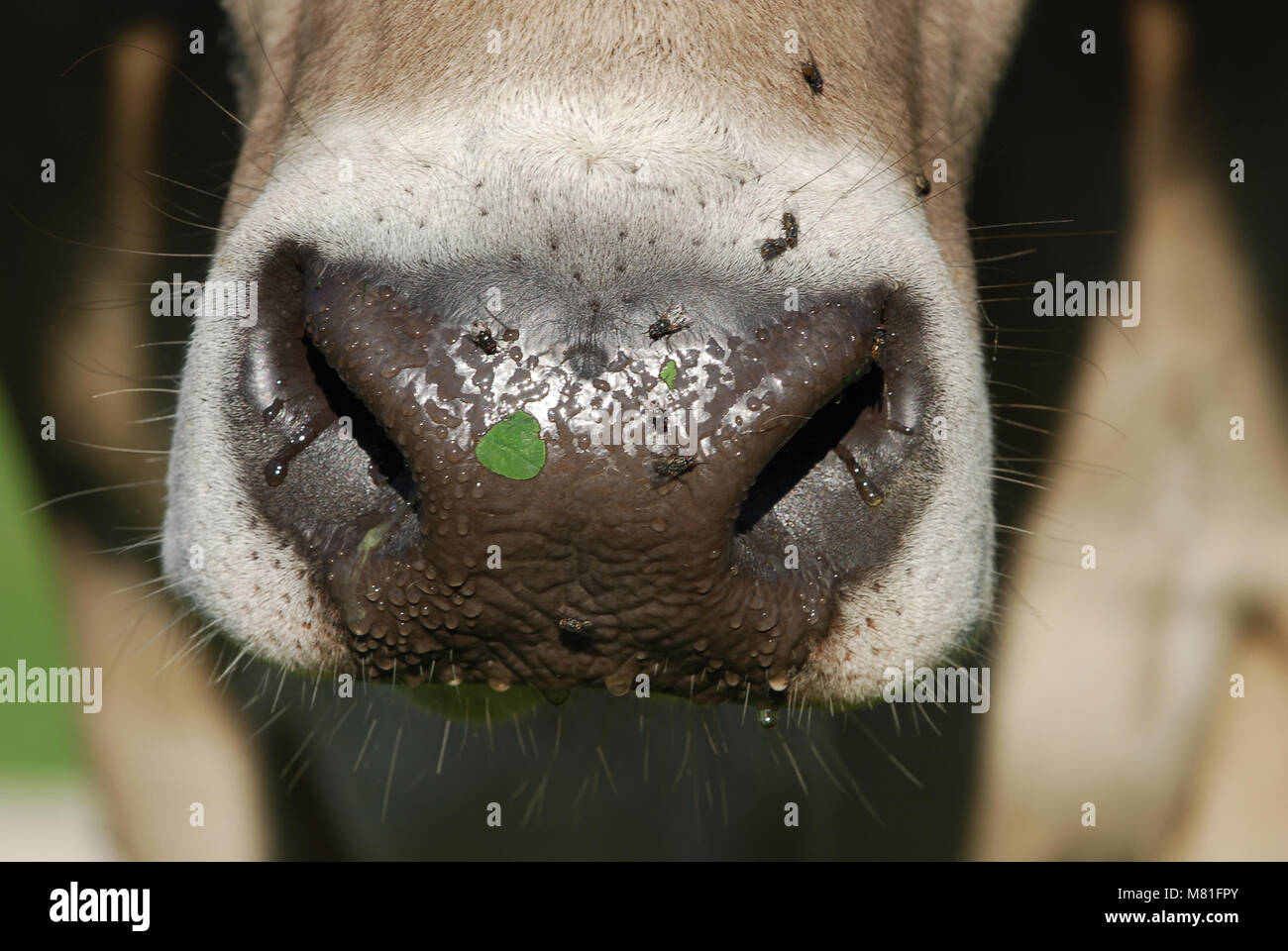 Swiss brown pasture 7 Stock Photo - Alamy