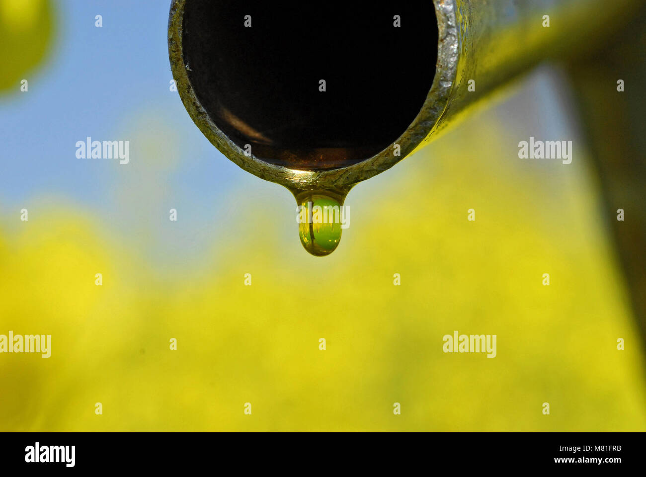 Tank rape oil 4 Stock Photo - Alamy