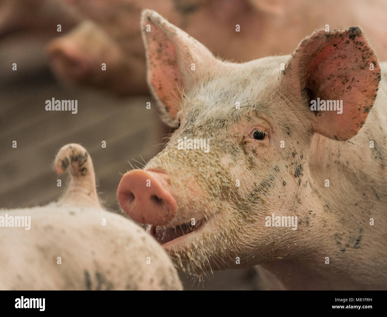Pig biting pig hi-res stock photography and images - Alamy