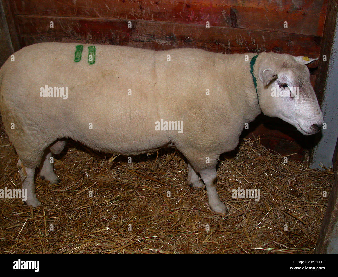 Texel Ram Stock Photos & Texel Ram Stock Images - Alamy