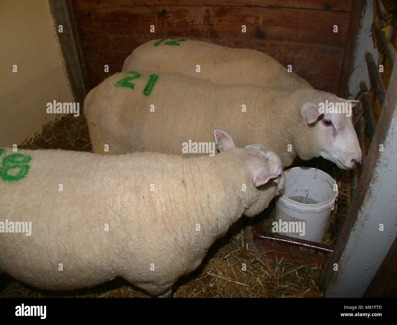 Texel ram 2 Stock Photo - Alamy