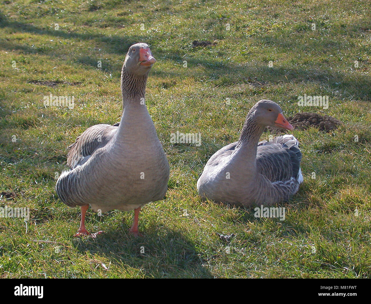 Toulouse geese hi-res stock photography and images - Alamy