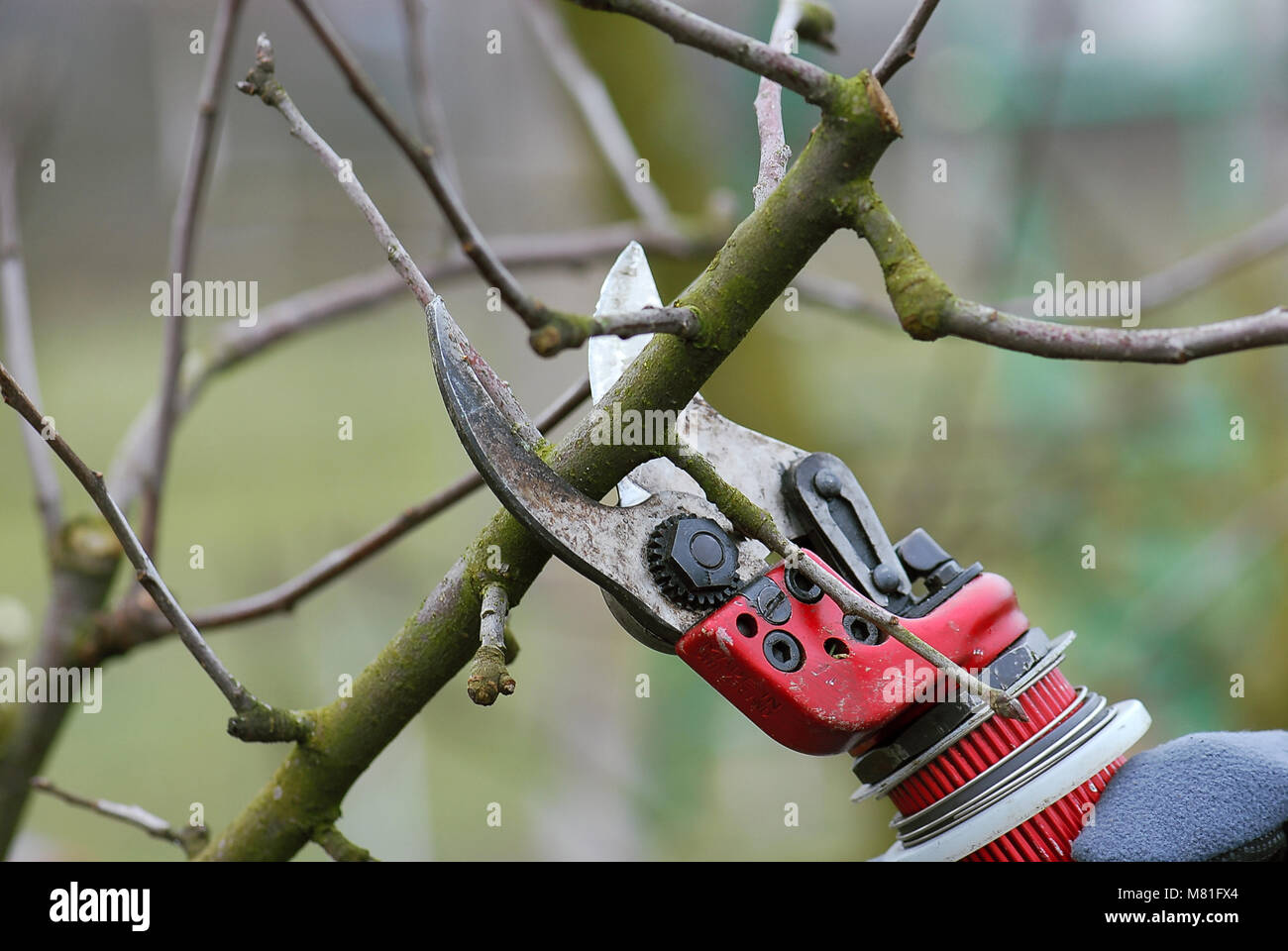 Tree plantat hi-res stock photography and images - Alamy