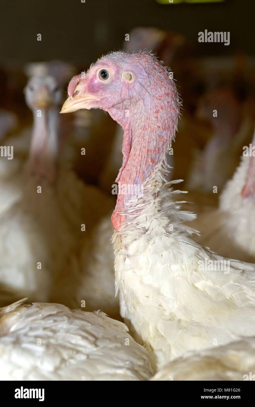 Indian turkeys hi-res stock photography and images - Alamy